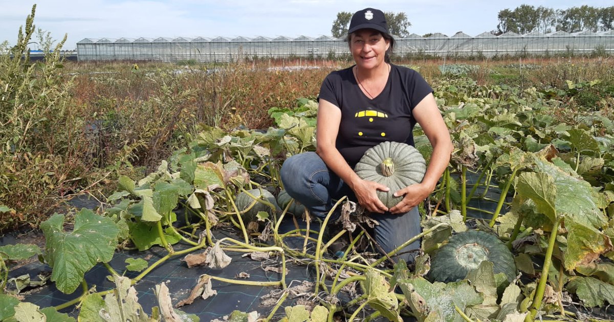 Familiepompoen in de samenaankoop biozaden | Velt